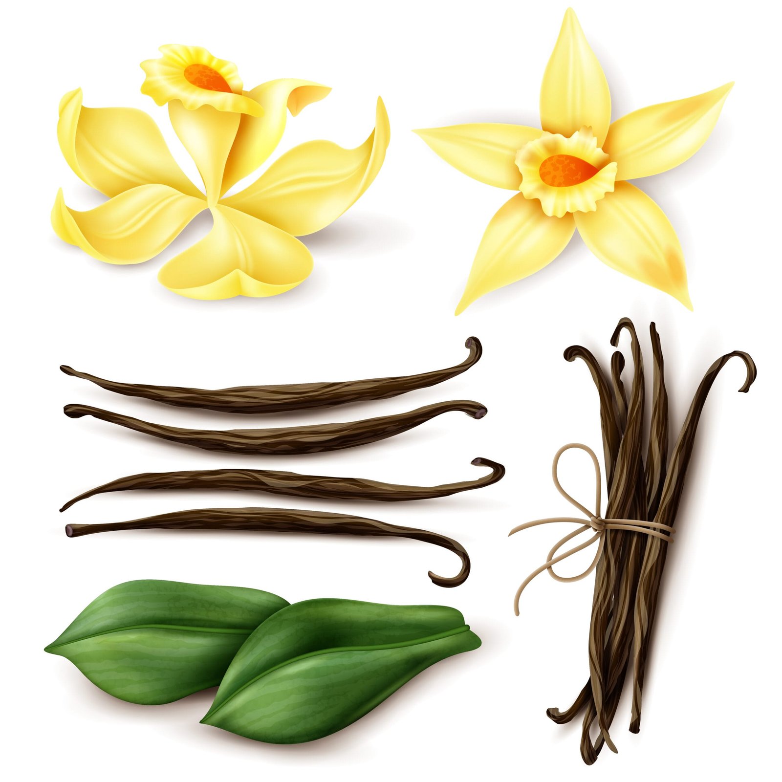 Vanilla Flavor - Echo Food Color & Aroma Ltd